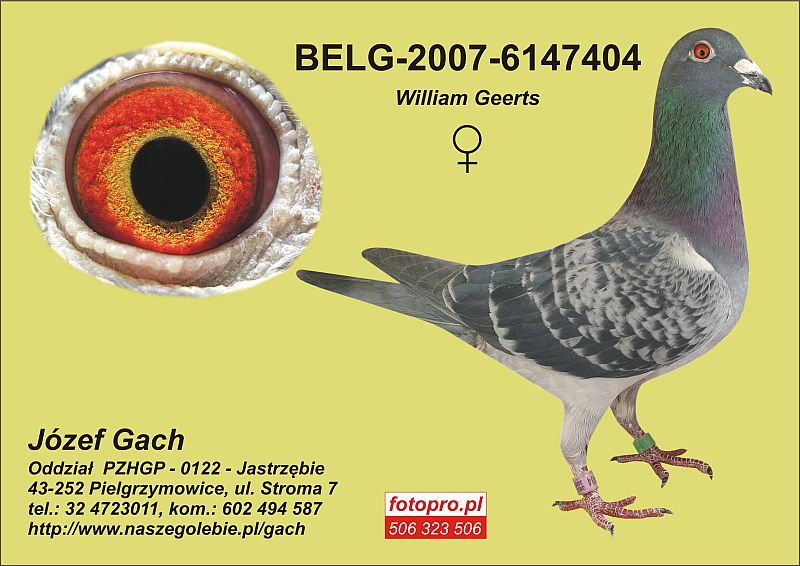 www.naszegolebie.pl - www.ourpigeons.eu
